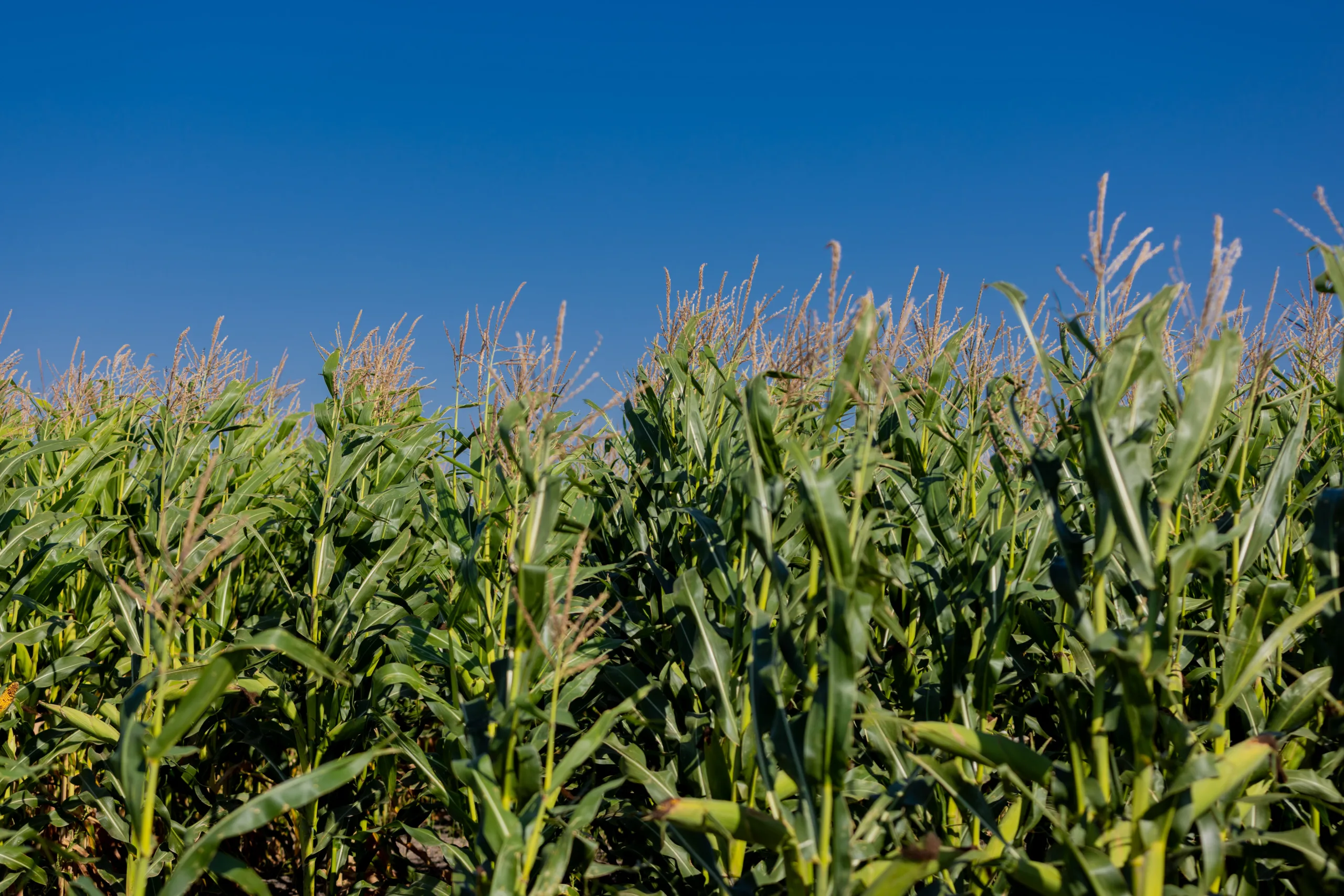 Field Trials | Grand Farm